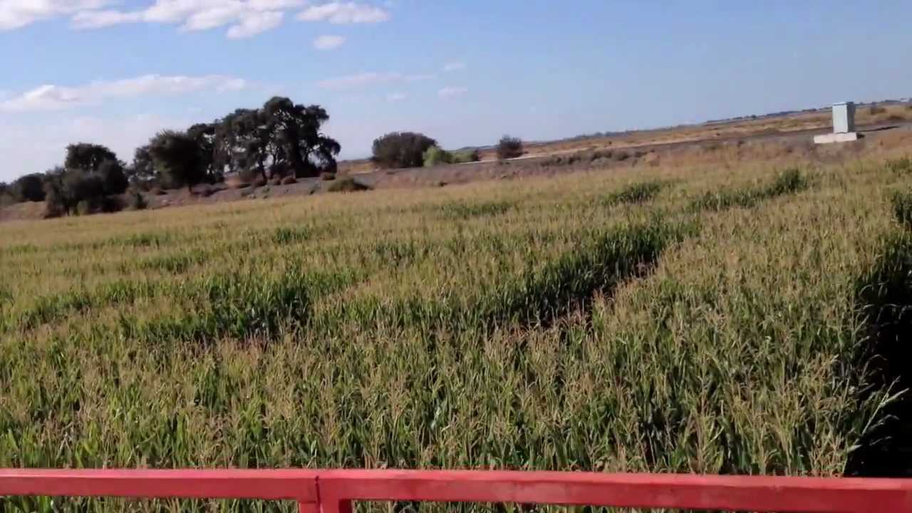 Visit to Dell Osso Family Farms Corn Maze in Lathrop, CA - YouTube