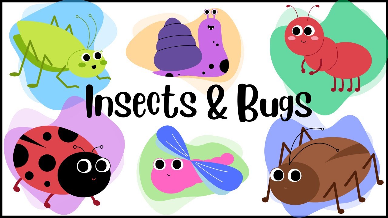 Insects & Bugs || Bugs For Kids || Learn Bugs for Kids || Cartoon Bugs ...