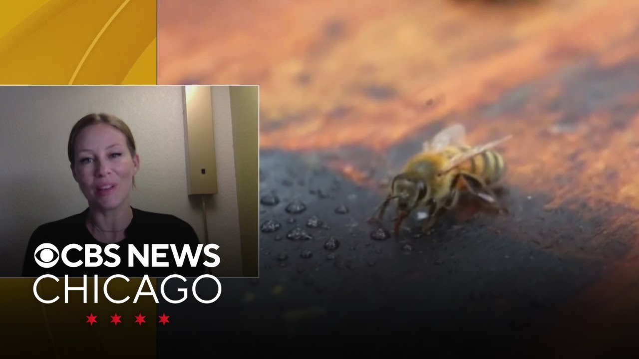 Beekeeper talks importance of honey bees - YouTube