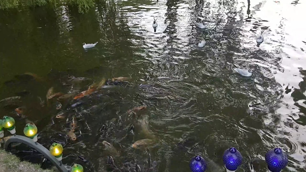 Feeding The Fish In Tivoli Amusment Park Copenhagen - YouTube