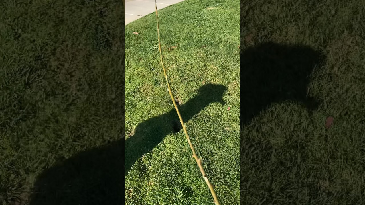 How to make a whip using a stick #subscribe - YouTube