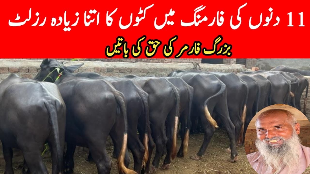 11 Days Katta Farming Ka Result || Katta Farming Tips || How to start ...