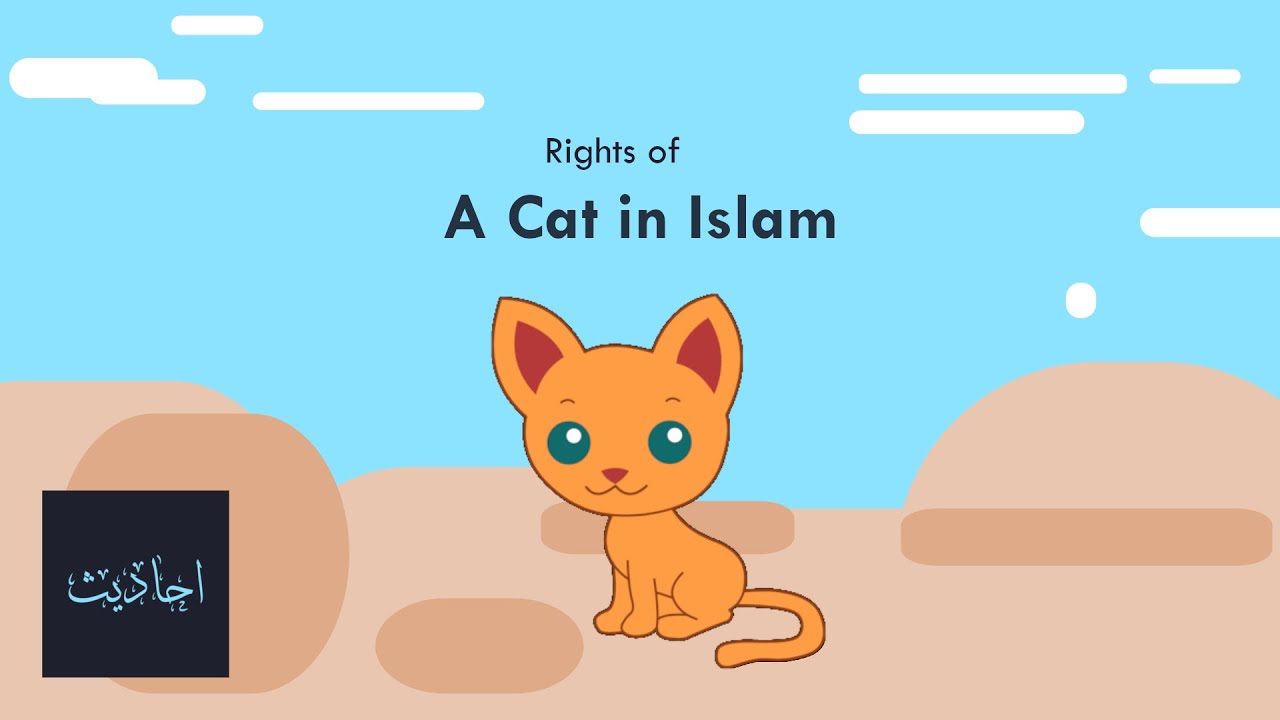 Rights of a Cat according to Islam ᴴᴰ | The Hadith Channel - YouTube