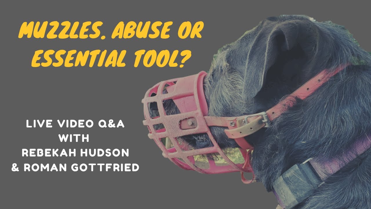 Muzzles. Abuse or Essential Tool. - YouTube
