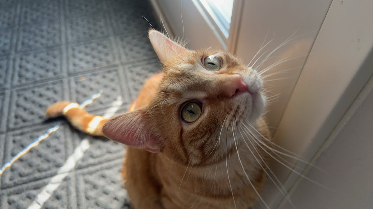 Noah The Cat - YouTube