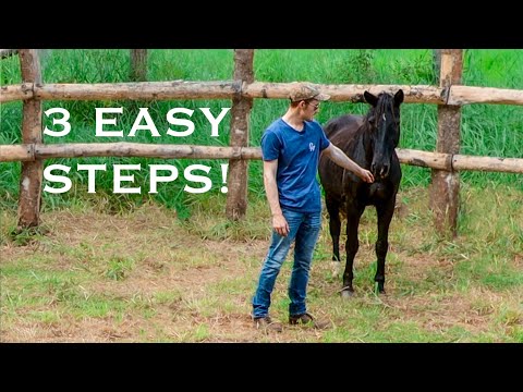 How To Approach And Get Up To A Horse! (Hard To Catch Horses)