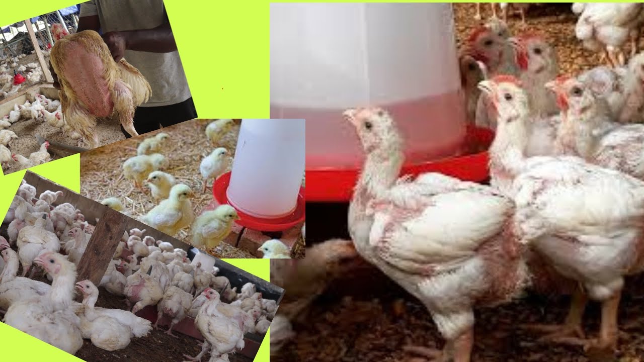 How to raise your broilers for profit. A practical guide to success in ...