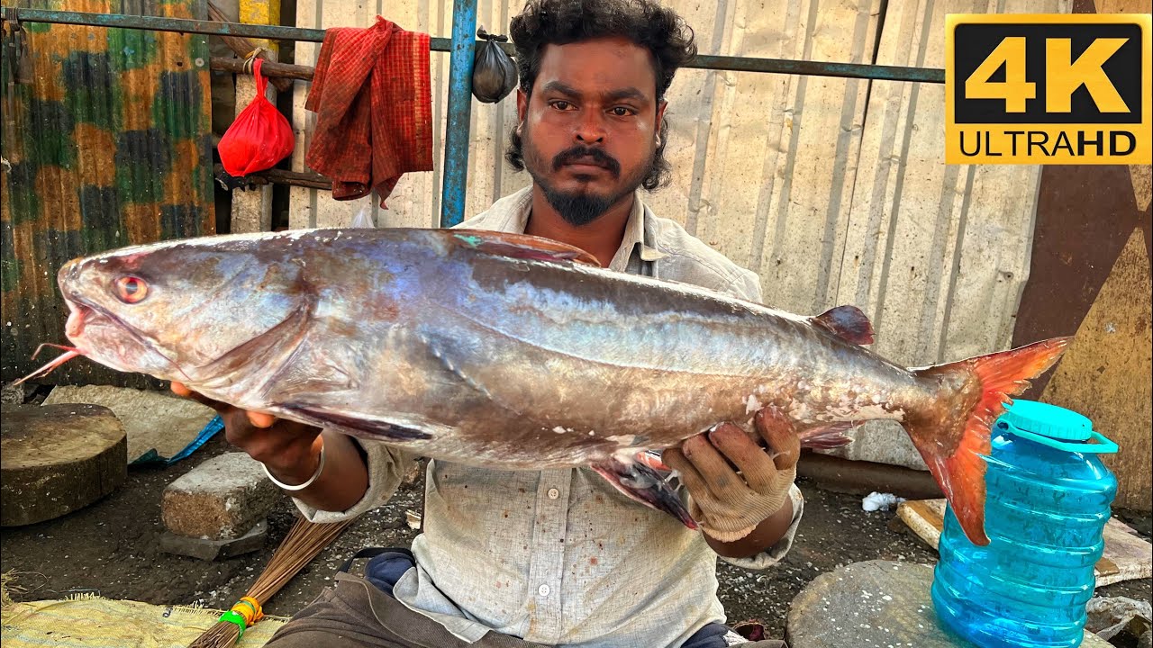 Kadora fish cutting video Fishcuttingrs #fishcuttingrs #kasimedu #fish ...