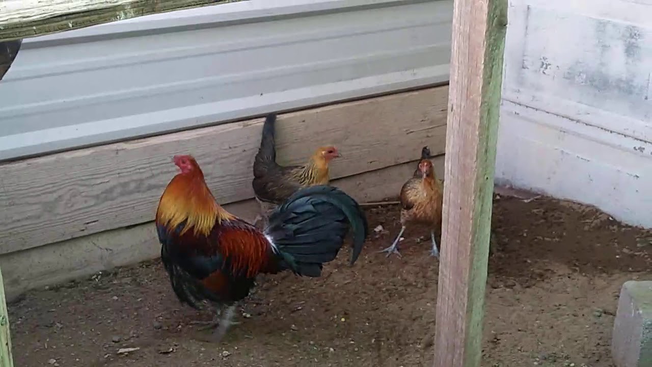 RED VELCRO GAME FOWL - YouTube