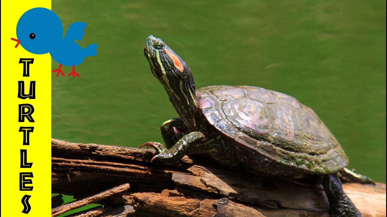 Turtles for Little Ones: Preschool Learning about Turtles for Kids ...