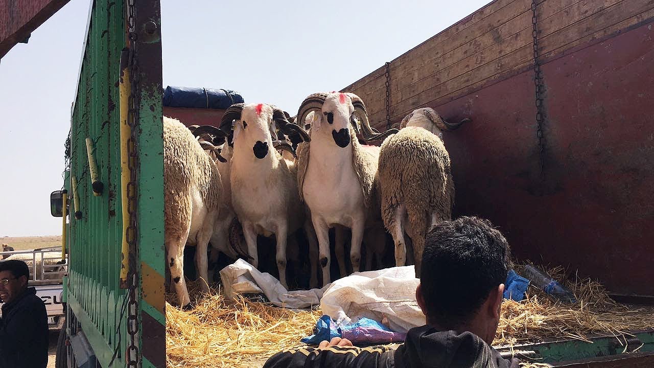 الخروف الصردي المغربي - مدينة البروج SARDI MAROC - YouTube