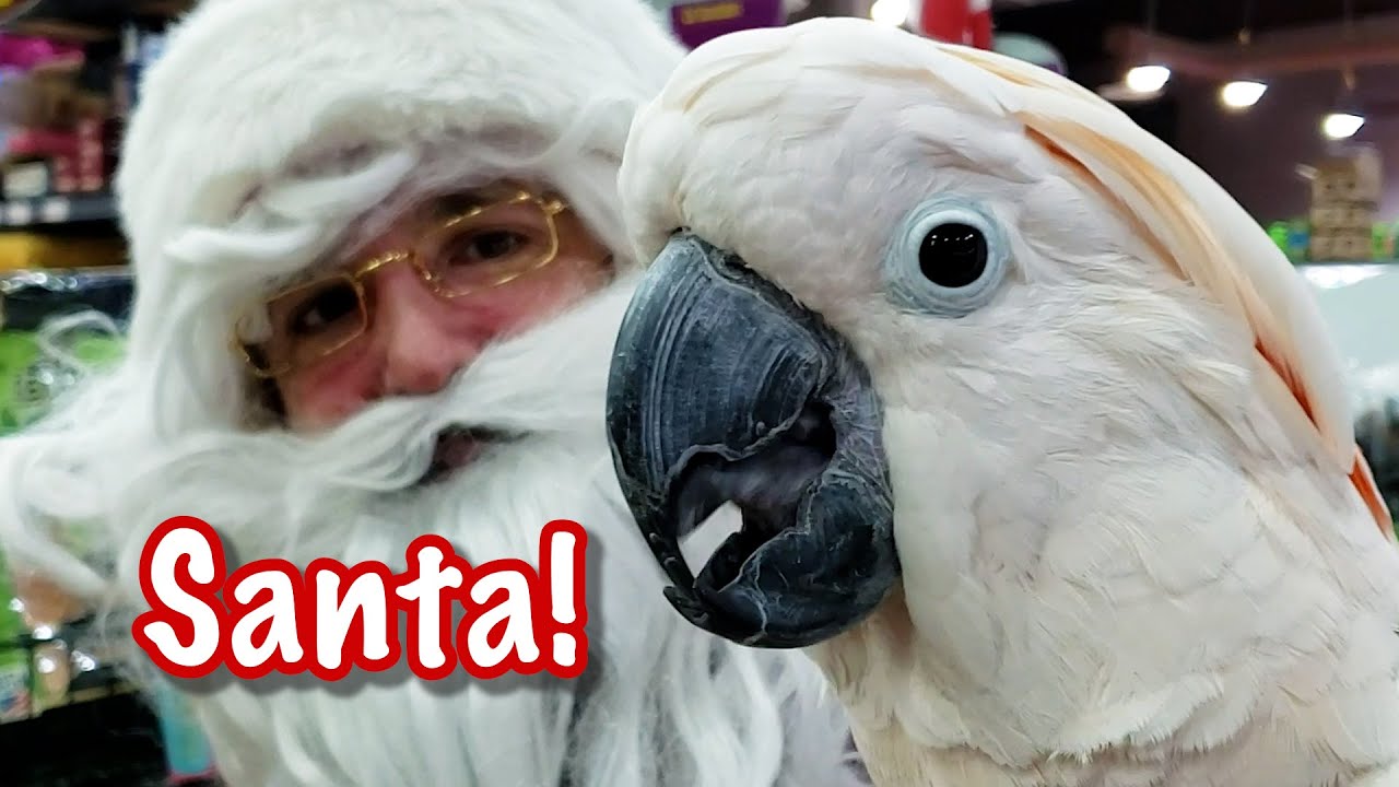 Max Visits Santa and Has a Birdmas Wish Come True | Fourth Day of ...