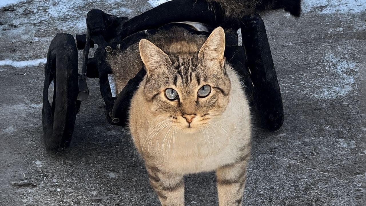 Paralyzed Cat Gets His First Wheelchair — And Starts Running Like Never ...