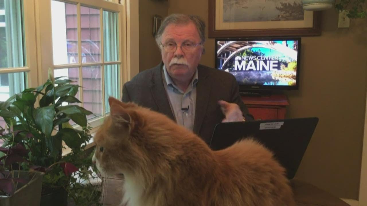 Your daily dose of Don Carrigan's cat - YouTube