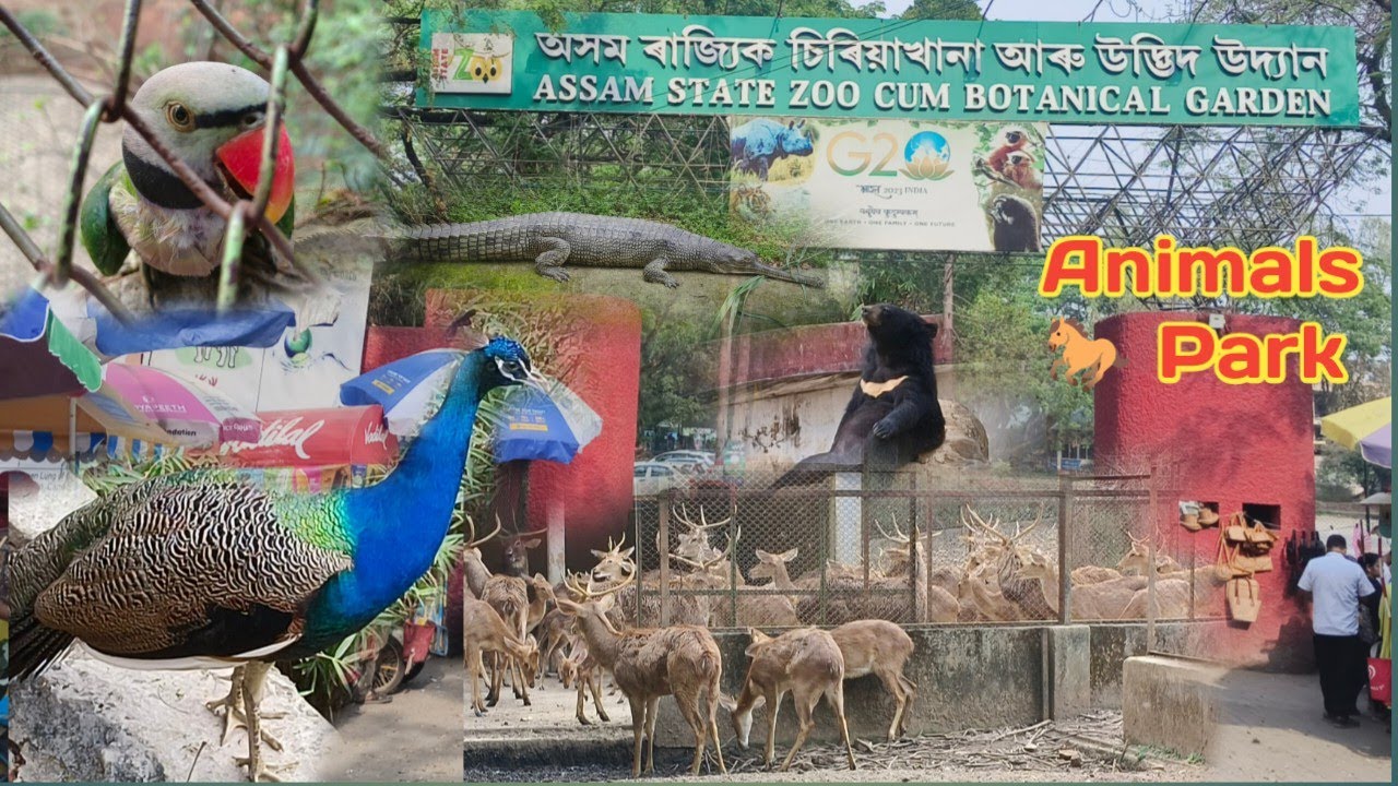 Assam state Zoo cum Botanical Garden 🏡 Guwahati 🐴🐯🦁 @ The Tepa 03 - YouTube