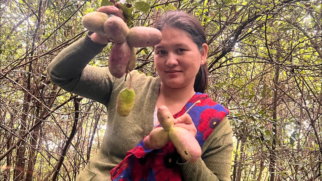 जंगलतिर गोप्ला खान जादै #धन्न रुखबाट खसेको#Organic wild fruits Gopla# ...