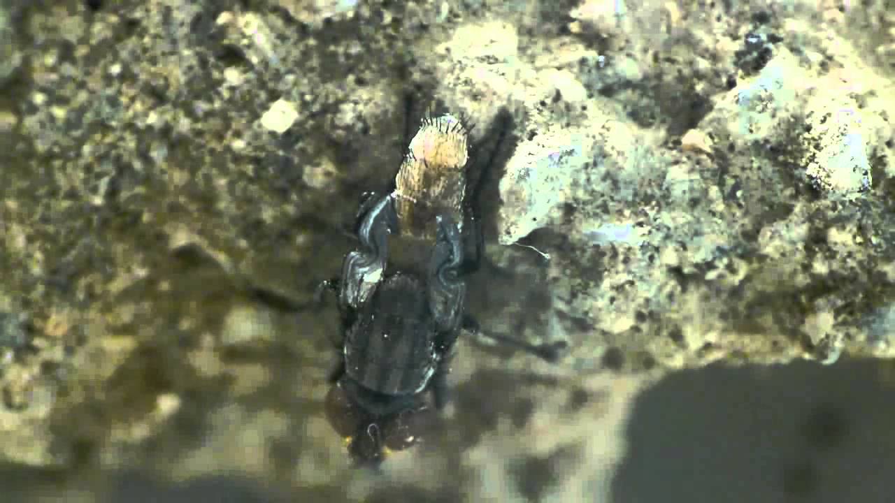 Miltogrammine Fly Eclosion 羽化直後のドロバチヤドリニクバエ翅伸展4：5倍速 - YouTube