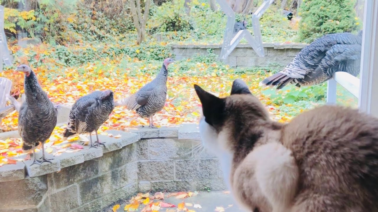 Kitty Cat and Wild Turkeys Staring Through Window Funny Cute Video ...
