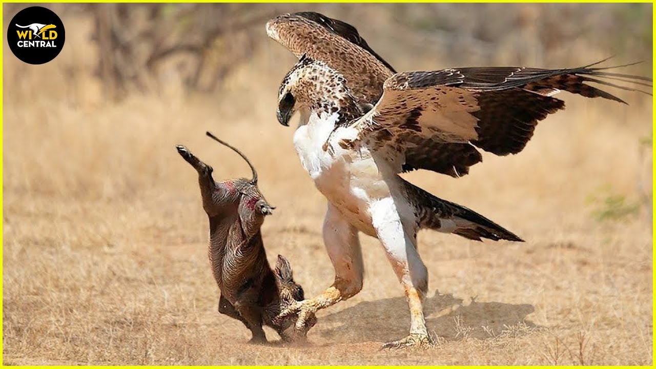Most Ruthless Eagles Attacks Their Prey Without Mercy | Wild Animals ...