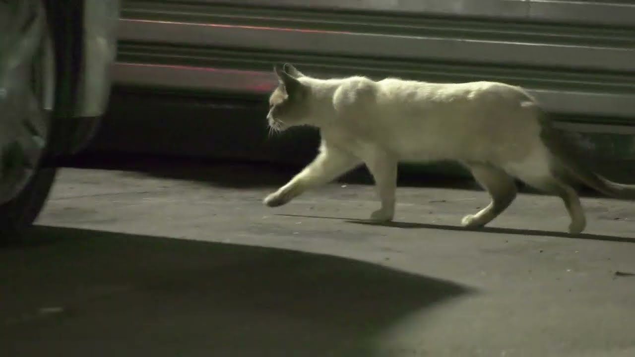 Crime Scene CATS of Washington Heights NYC - YouTube