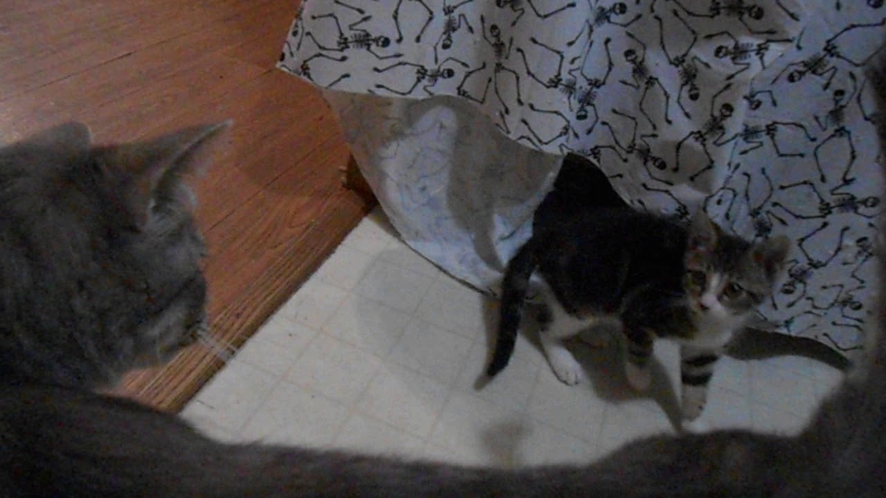 Slappy fight - YouTube