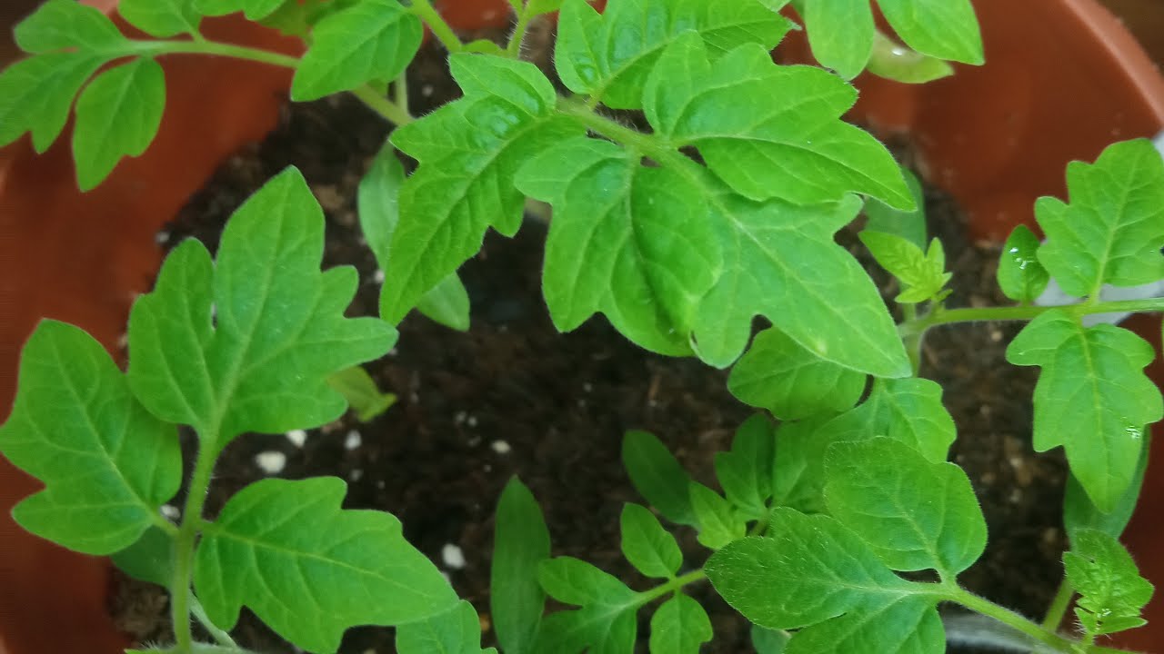 like And subscribe live stream 😎 very much appreciated to all my ...