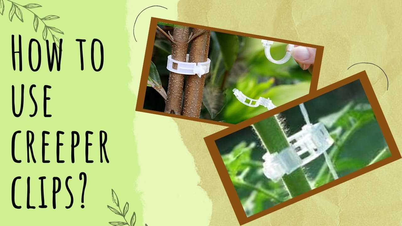How to use Creeper Clips | Creeper clip ka use | The Affordable Organic ...