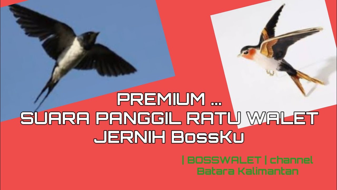 BOOMING ... SP. WALET KOLONI RATU | SEGALA MUS| BOSSWALET CHANNEL - YouTube