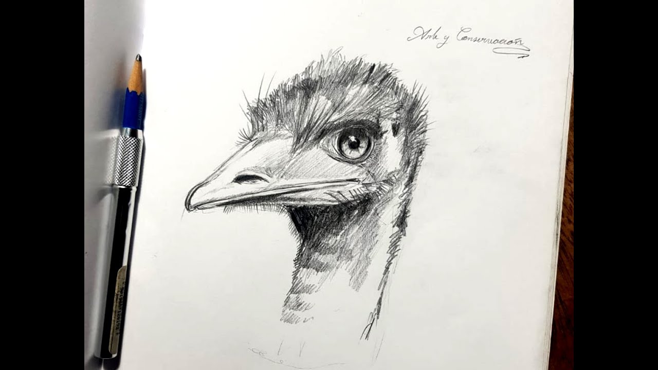 How to draw a bird, como pintar aves - YouTube