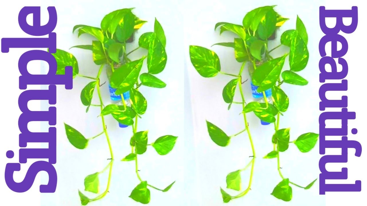 Money plant Wall Hanging Idea for Home Garden | Wall Hanging Money ...