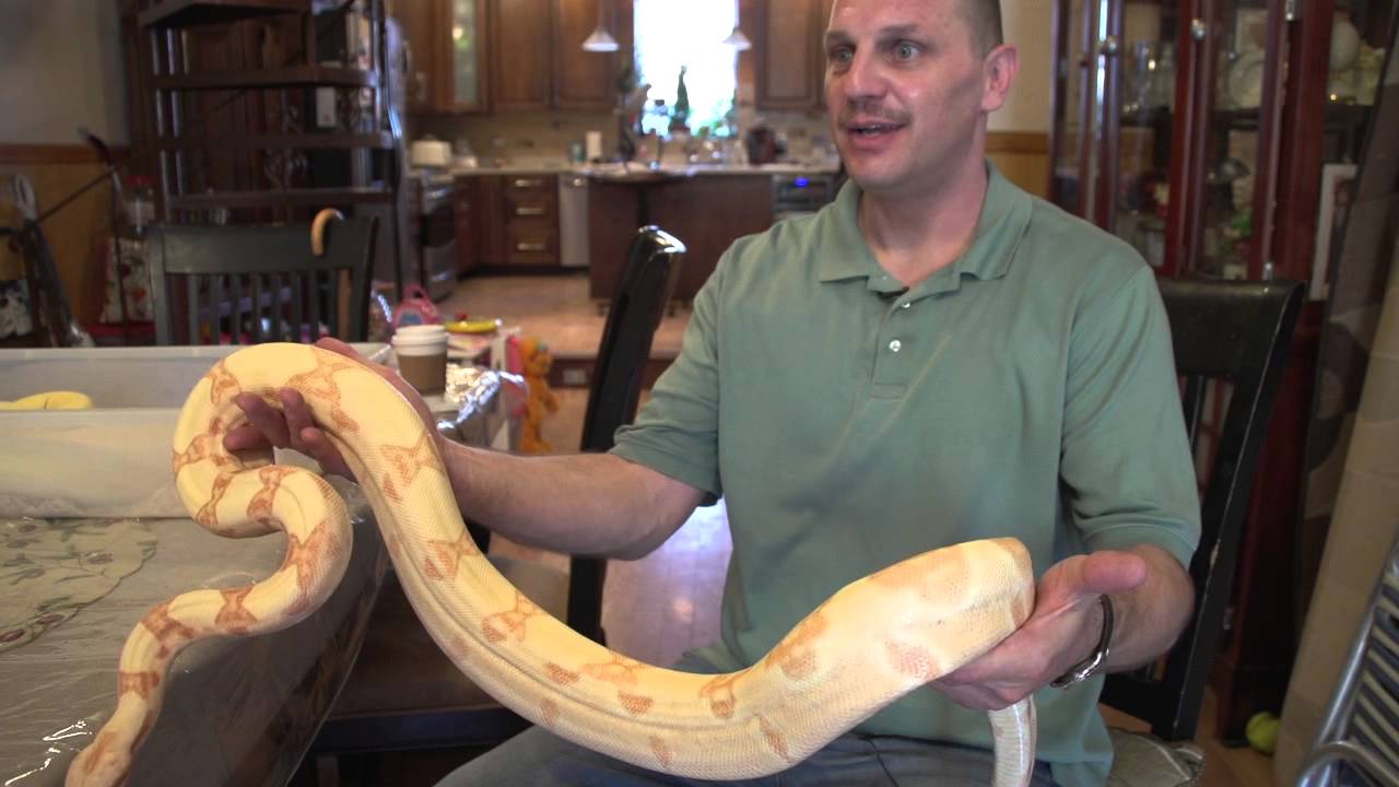 Breeding Boas in Brooklyn - YouTube