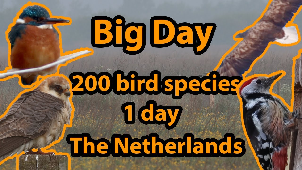 We saw 200 Bird species in 1 day! We zagen 200 soorten vogels in 1 dag ...