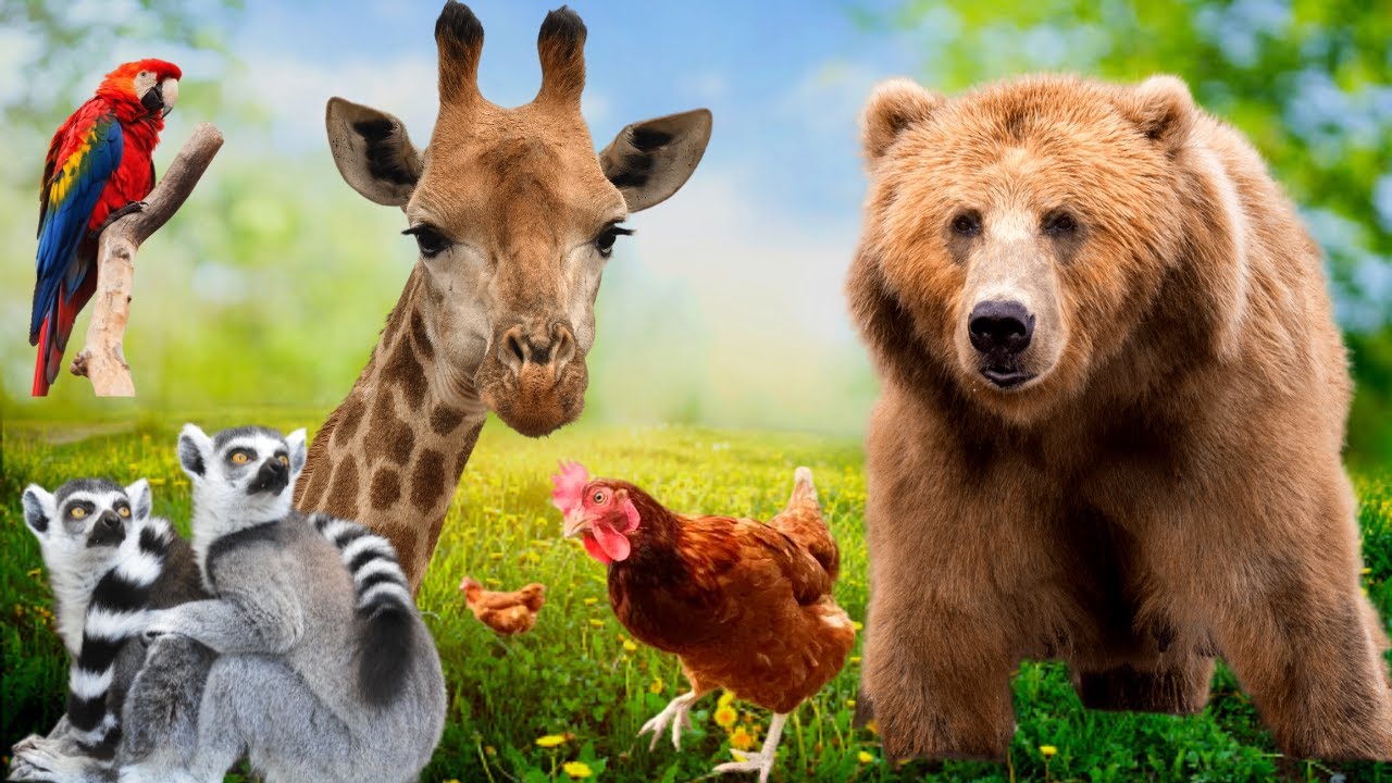 MISCHIEVOUS ANIMALS ALL AROUND US: duck, goat, lion, elephant, giraffe ...