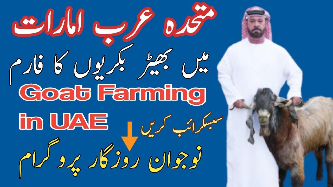 Goat or Sheep Farming in UAE. - YouTube