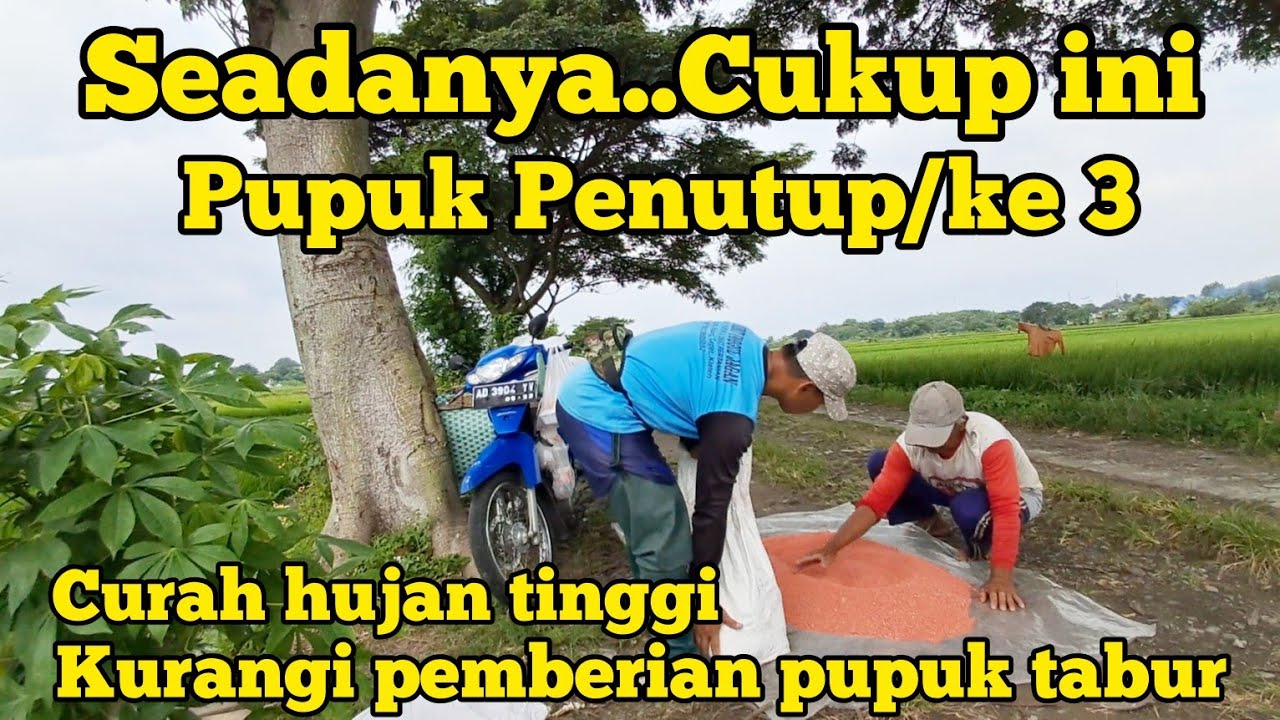 PHONSKA SUBSIDI & PHONSKA PLUS SEBAGAI PUPUK TERAKHIR. - YouTube