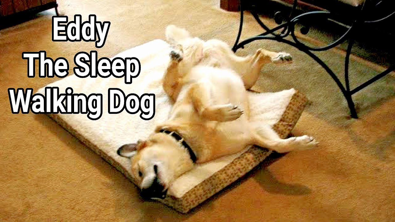Eddy - The Sleep Walking Dog - A Miracle - YouTube