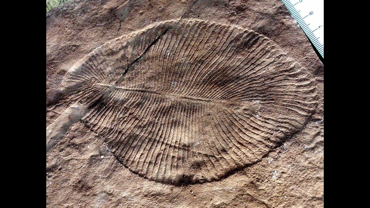 The Precambrian (with Dapper Dinosaur) - YouTube