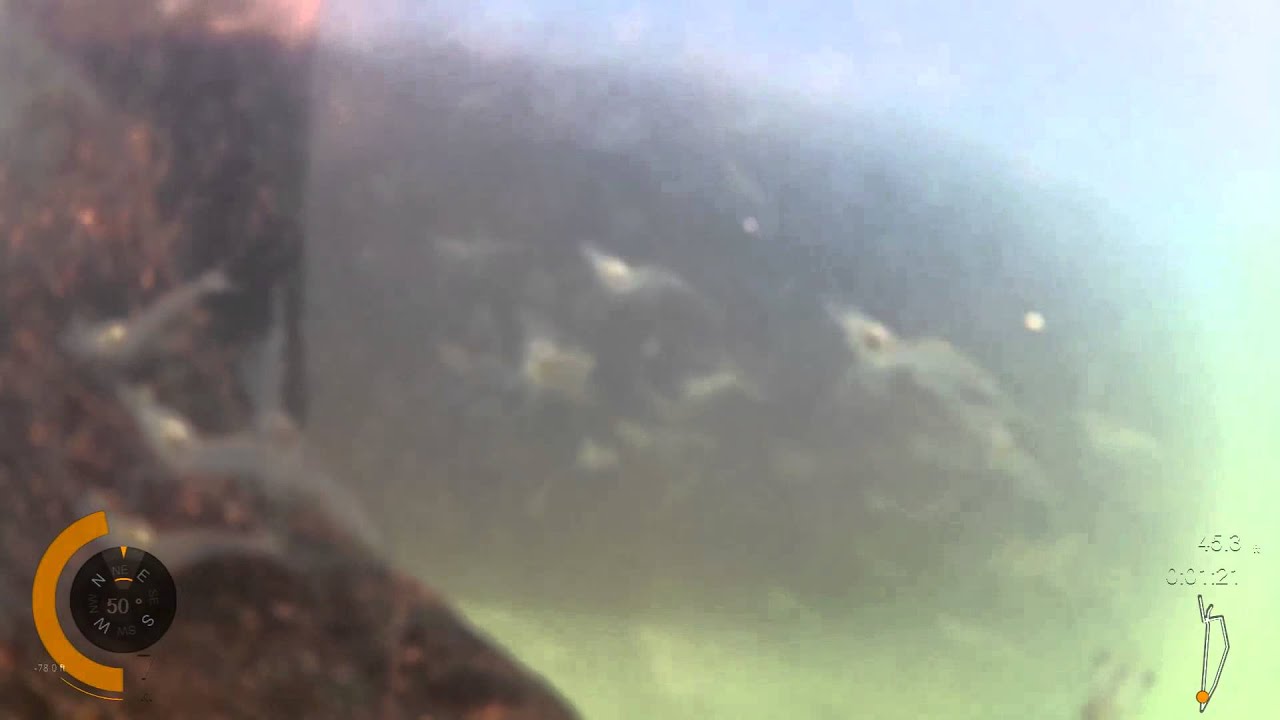 prawn breeding - YouTube