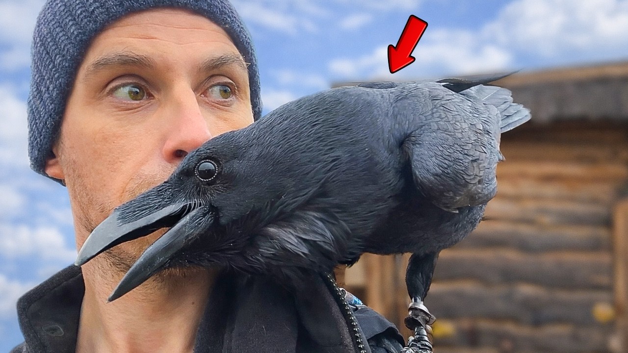 The Raven He Saved Wouldn’t Stop Asking for Cuddles - YouTube