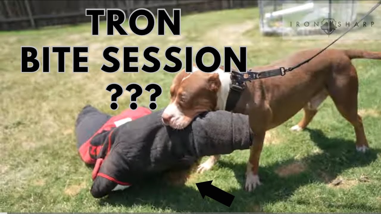 Can American Bully Do Bite Work? - YouTube