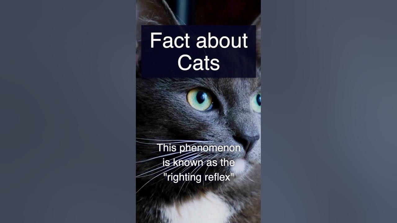 Fact About Cats YouTube fact-about-cats-youtube
