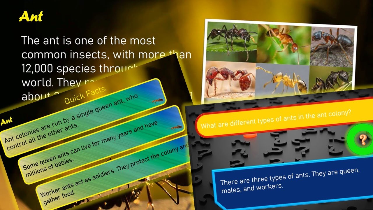 Ant || Non-fiction Reading || Quick Facts || Question Time - YouTube