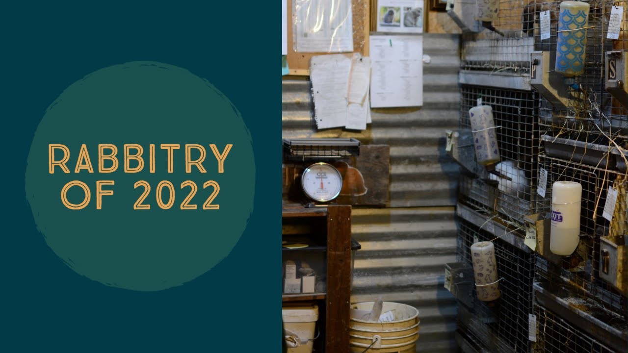 My Winter Rabbitry Set Up 2022 | Golden Rabbitry - YouTube