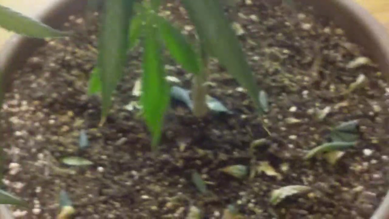 DR. WHO Week 3 flower - YouTube