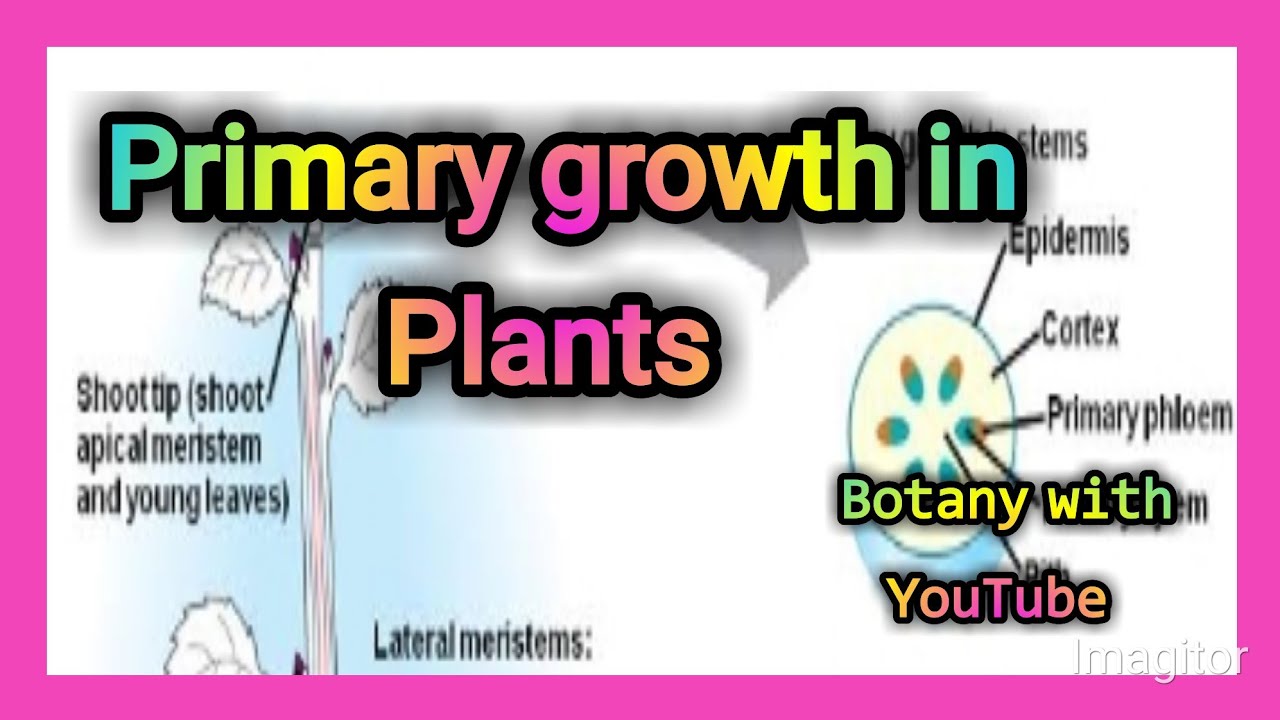 Primary Growth in plants | primary growth | types of plants growth ...