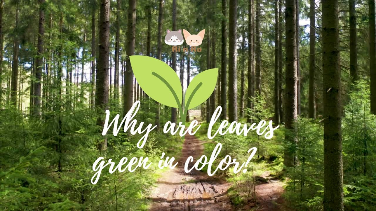 Why are leaves green in color?The Science Behind Chlorophyll - Simply ...