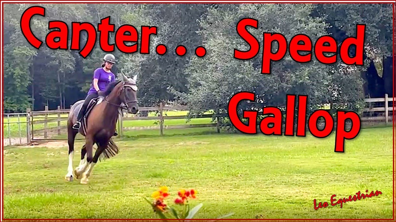 Canter... Speed... Galloping… This is AMAZING 🤩 - YouTube