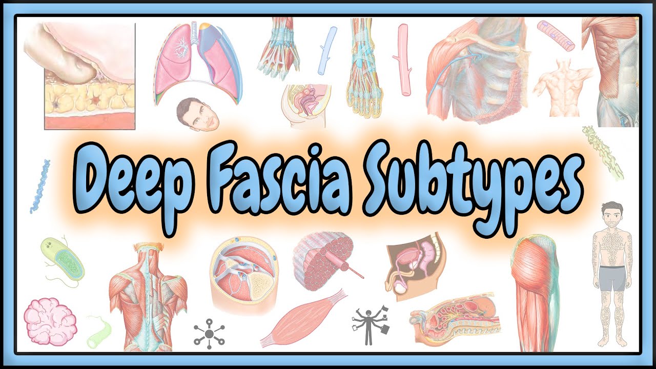 60. Deep Fascia Subtypes - YouTube
