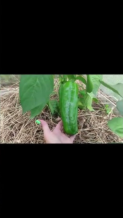#shorts Перец сладкий ЛАМУЙО размер впечатляет 🫑🌶️🫑#урожай #перец # ...