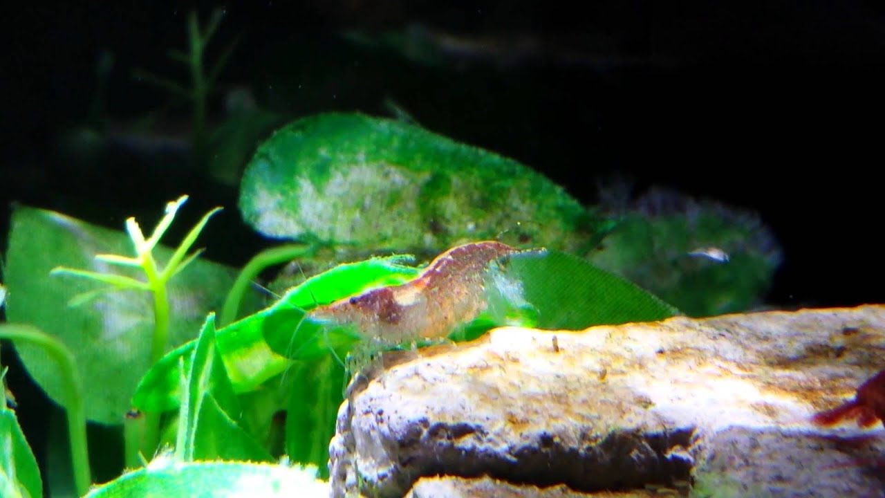 Birth of a Cherry Shrimp - The True Story - YouTube